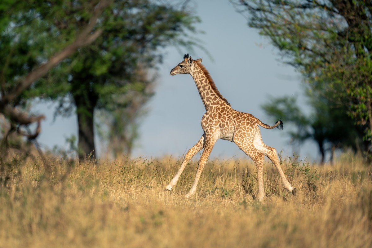 Arizona's Reid Park Zoo's baby giraffe is the perfect mix of his parents