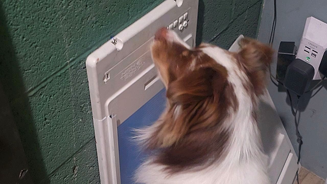 Clever dog shocks owner by cracking pet-door keypad