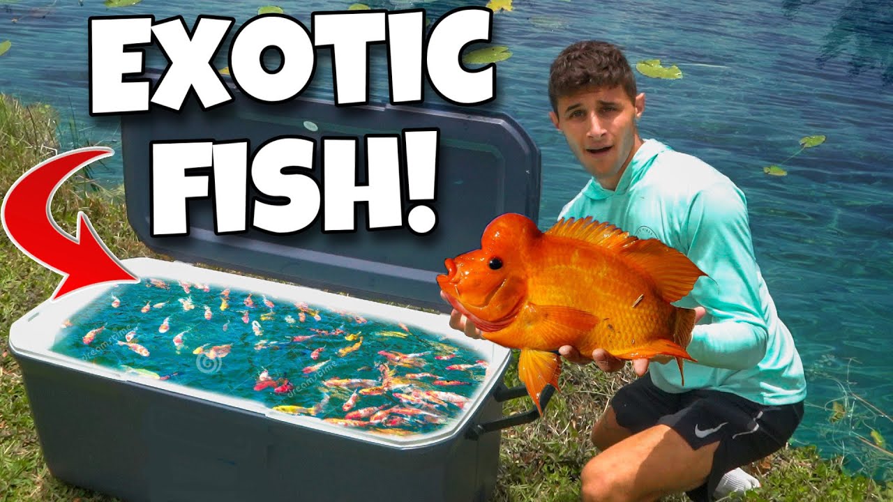 Catching tons of exotic fish for my pond!