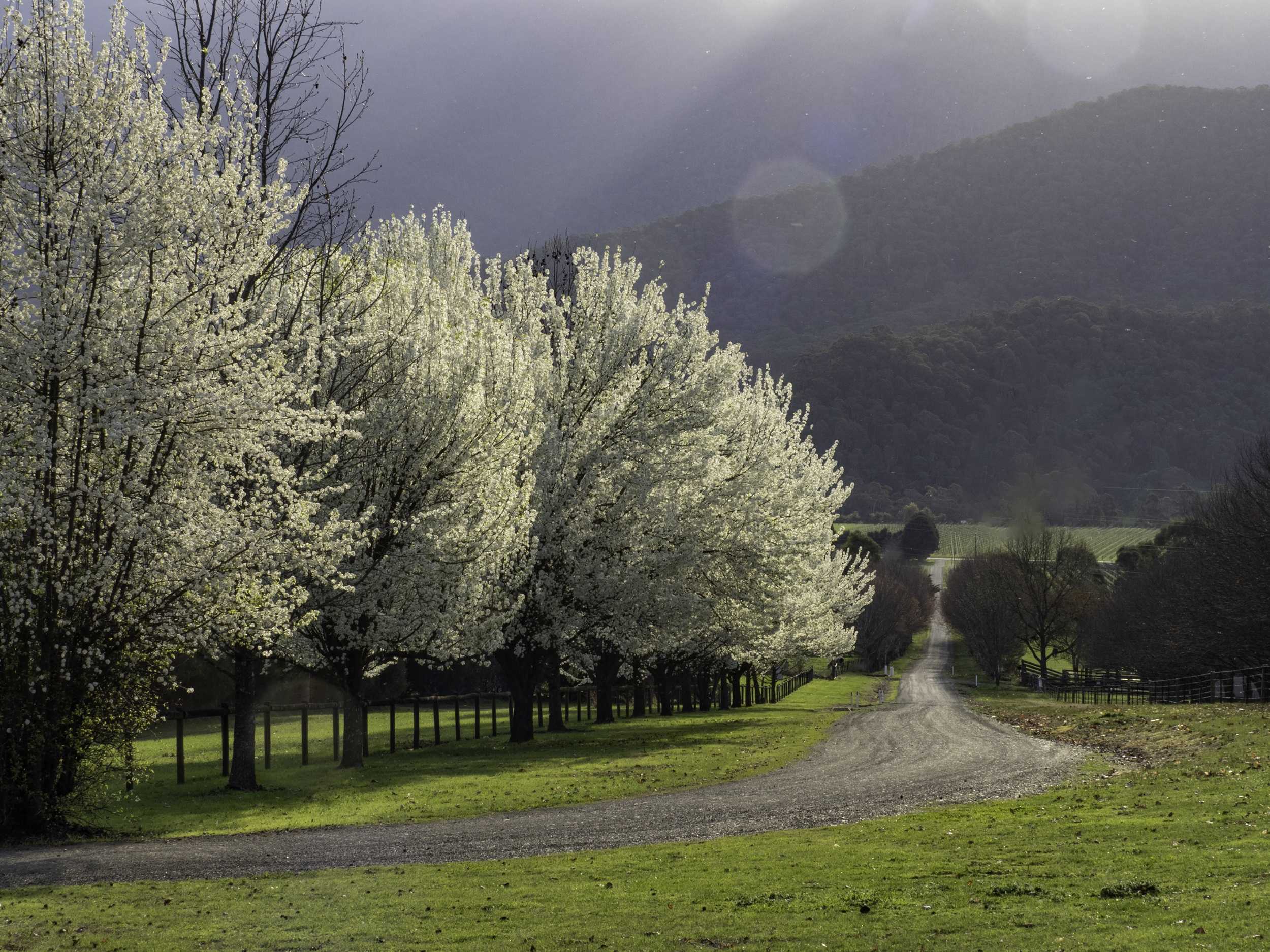Several North Carolina counties offer bounty to remove invasive ...