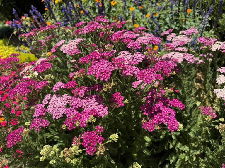 7 plants gardening pros predict will be all the rage in 2026