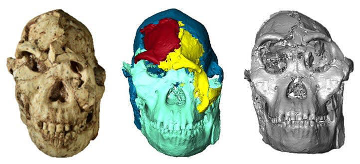 3.67-million-year-old fossil provides new insight into the evolution of ...