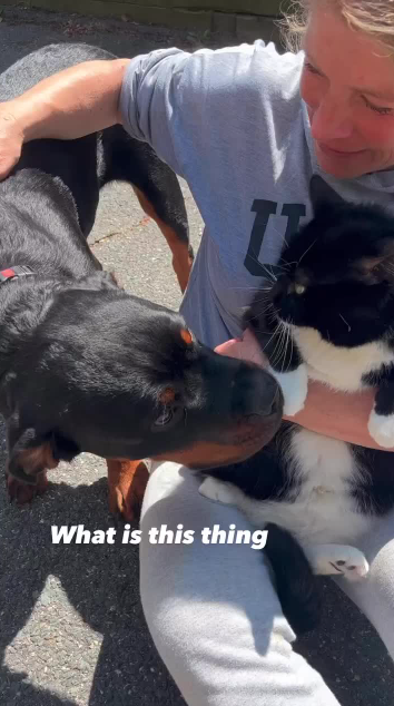 Dog vs. cat: Which pet are you?