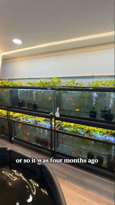 Goldfish Basement Tank Update Latest Changes