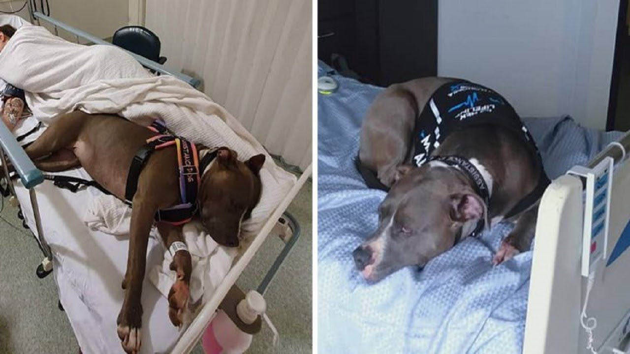 Pit bull protects her mom and stays by her side in the hospital
