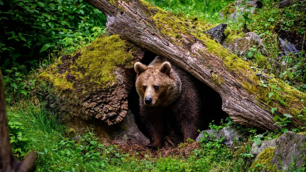 Come fanno gli animali a capire che è il momento di svegliarsi dal ...
