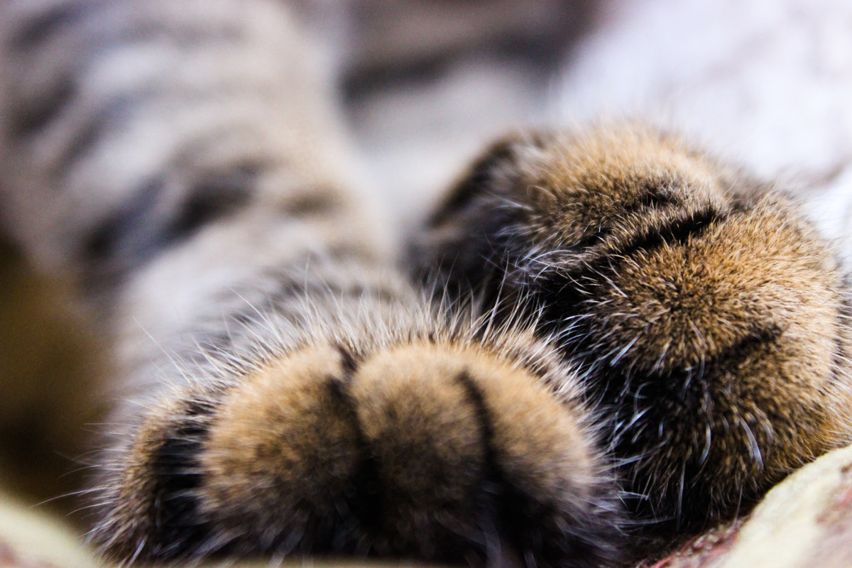 Toothless tabby cat with 'fishbowl eyes' is the prettiest princess in ...