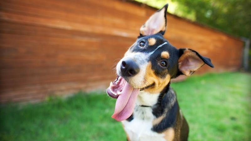 Tramadol for dogs: uses, dosage and side effects