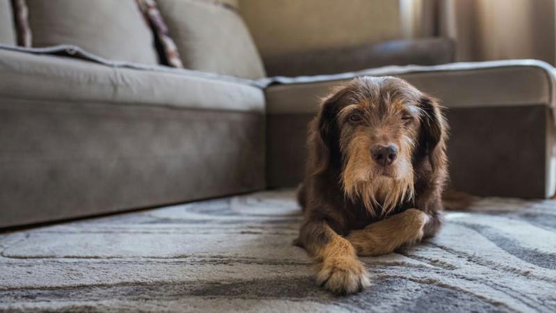 Apoquel for dogs: uses, dosage and side effects