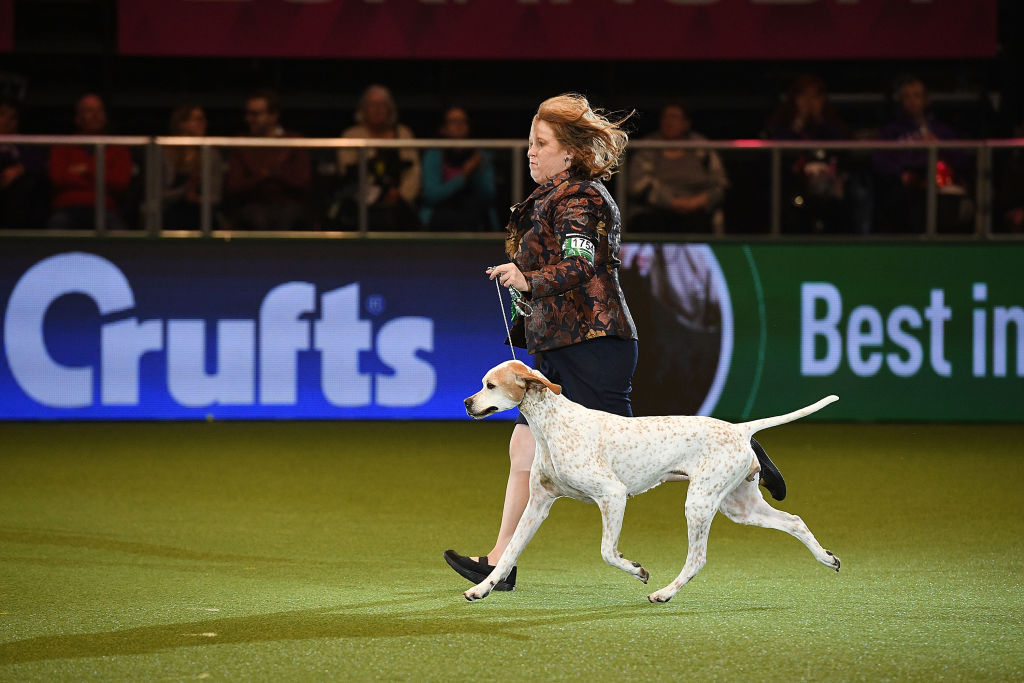 Today at Crufts 2026: Thursday at the world's biggest dog show ...