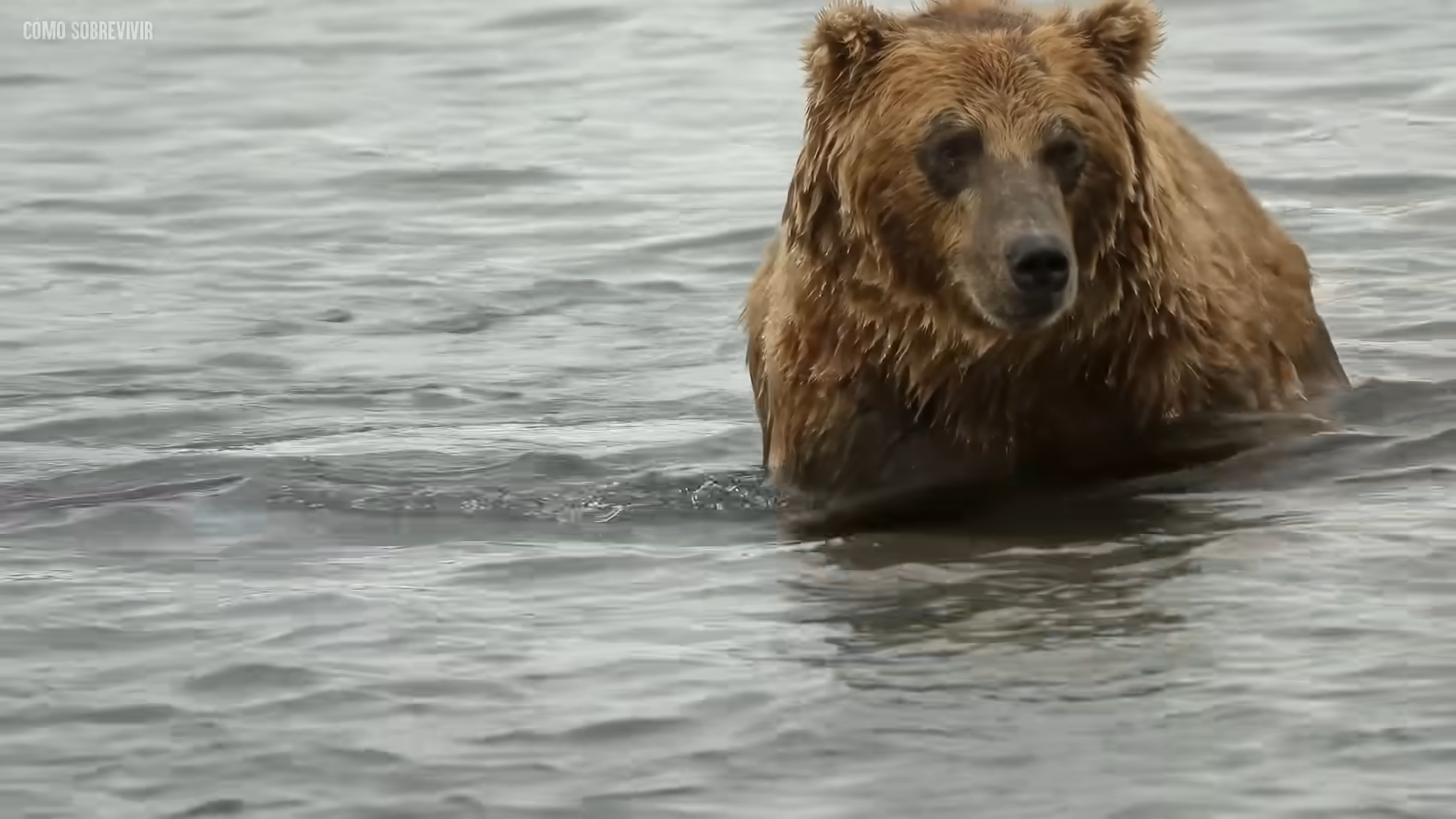 La pareja que grabó sus últimos momentos antes de ser atacada por un oso