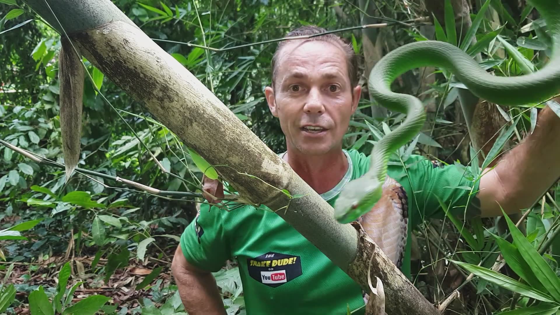 Essential facts about green vipers and what makes their venom ...