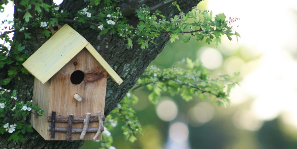 How to get the right nest box for your garden birds – and the type to ...