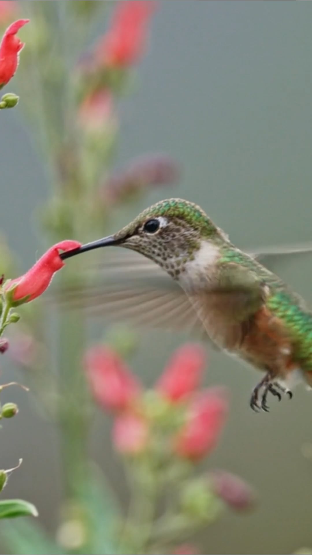 The hummingbird: Slow-motion footage shows their unique flying abilities