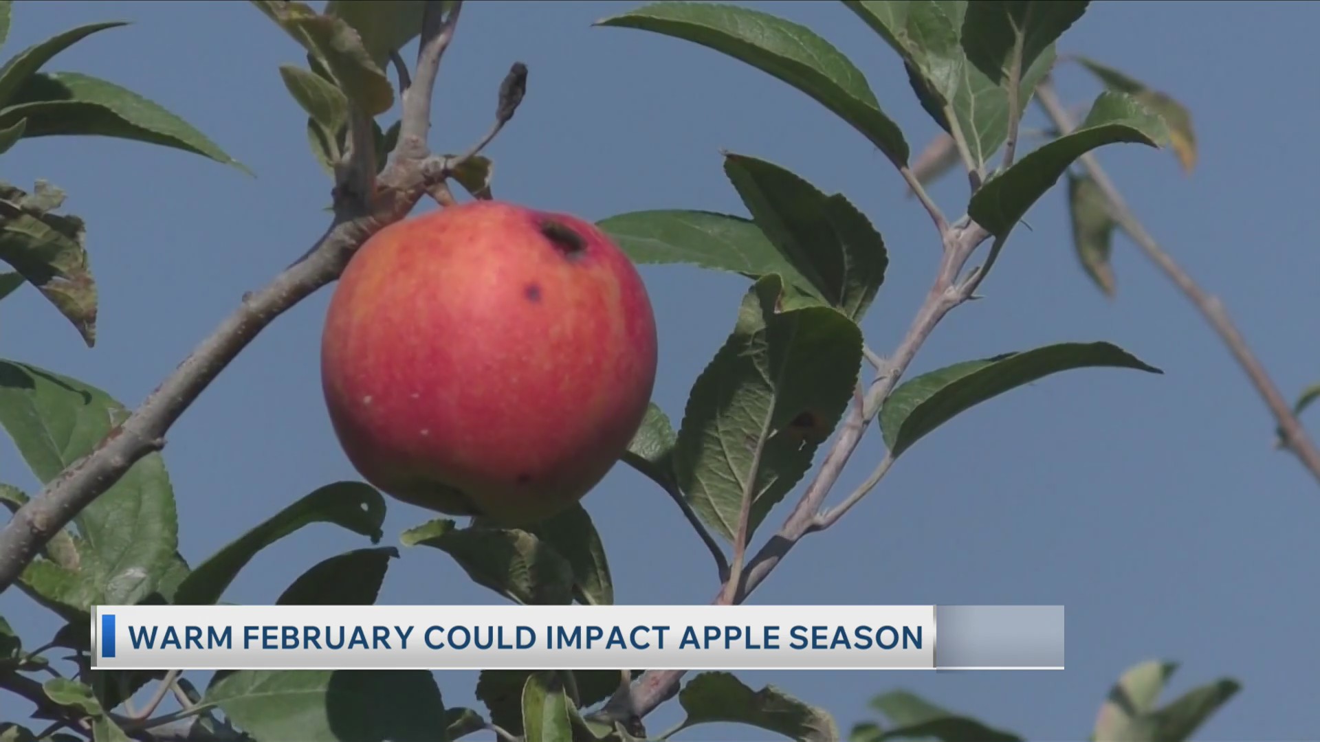 Warm February could impact apple season