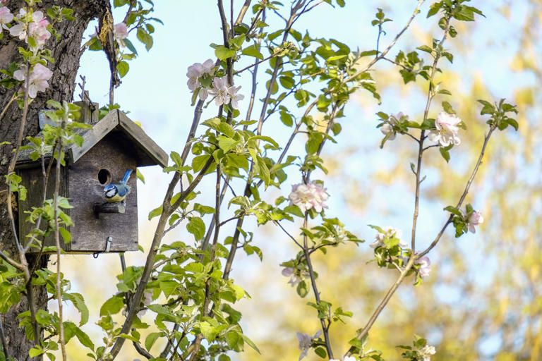 How to get the right nest box for your garden birds – and the type to ...