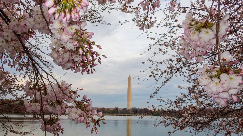 Cherry blossoms predicted to hit peak bloom between March 29 and April 1
