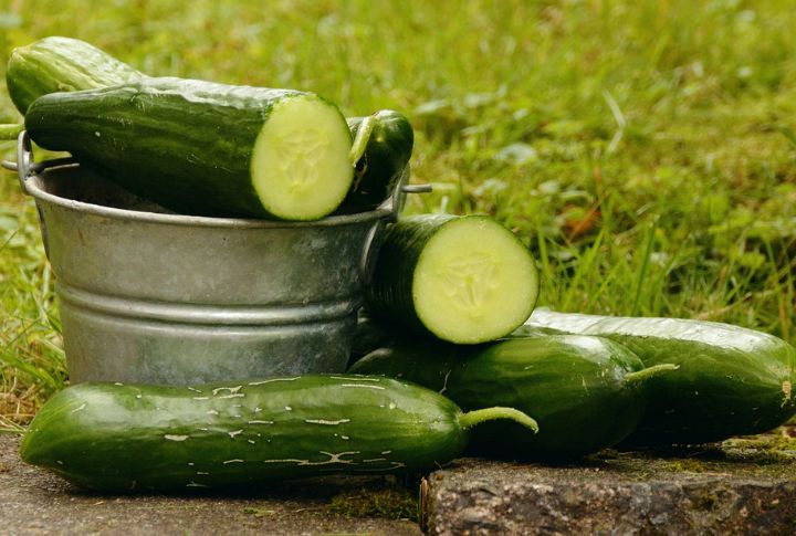 10 container gardening tips for growing healthy cucumbers
