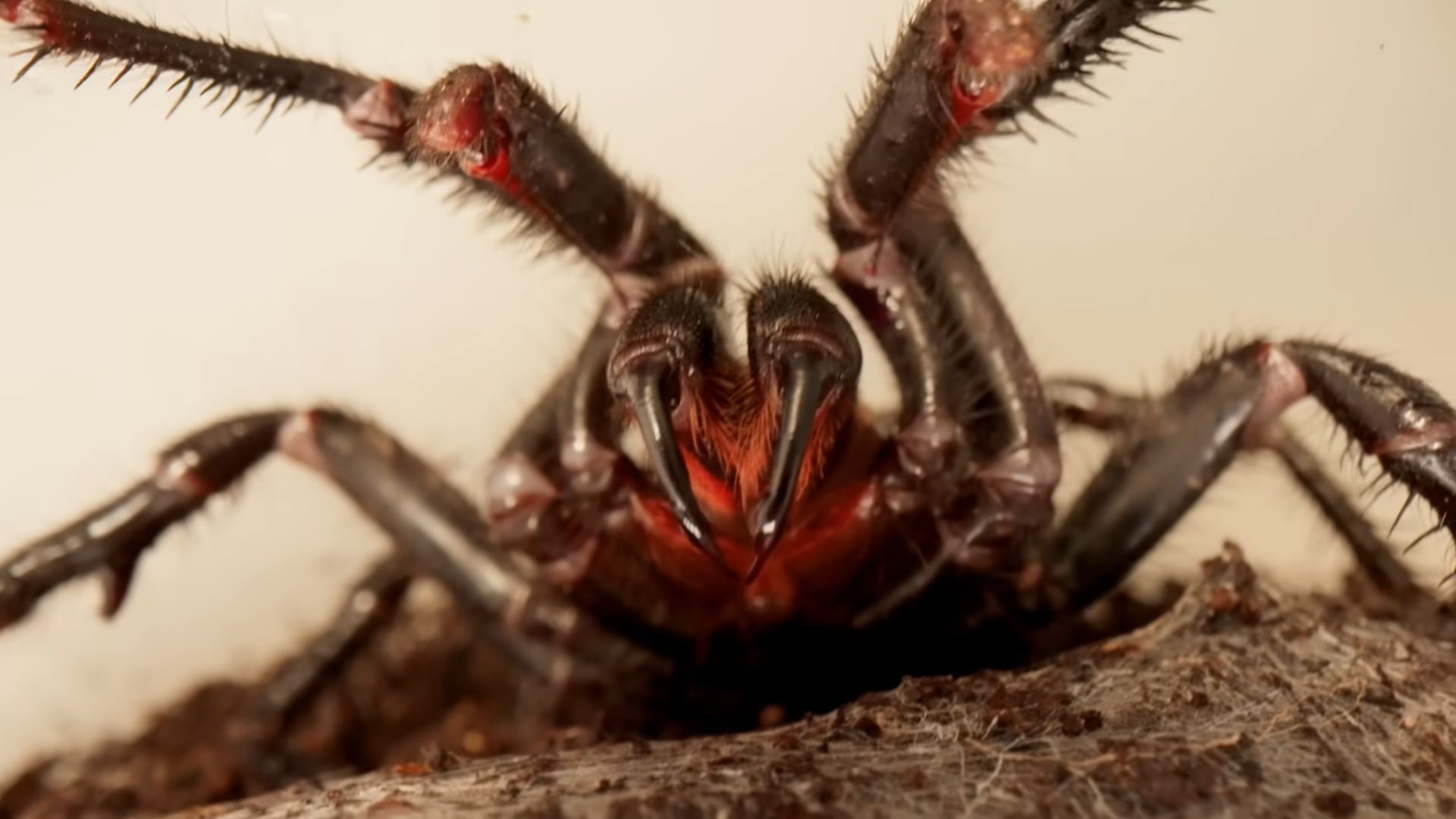 Watch scientists vacuum venom from the deadliest spider