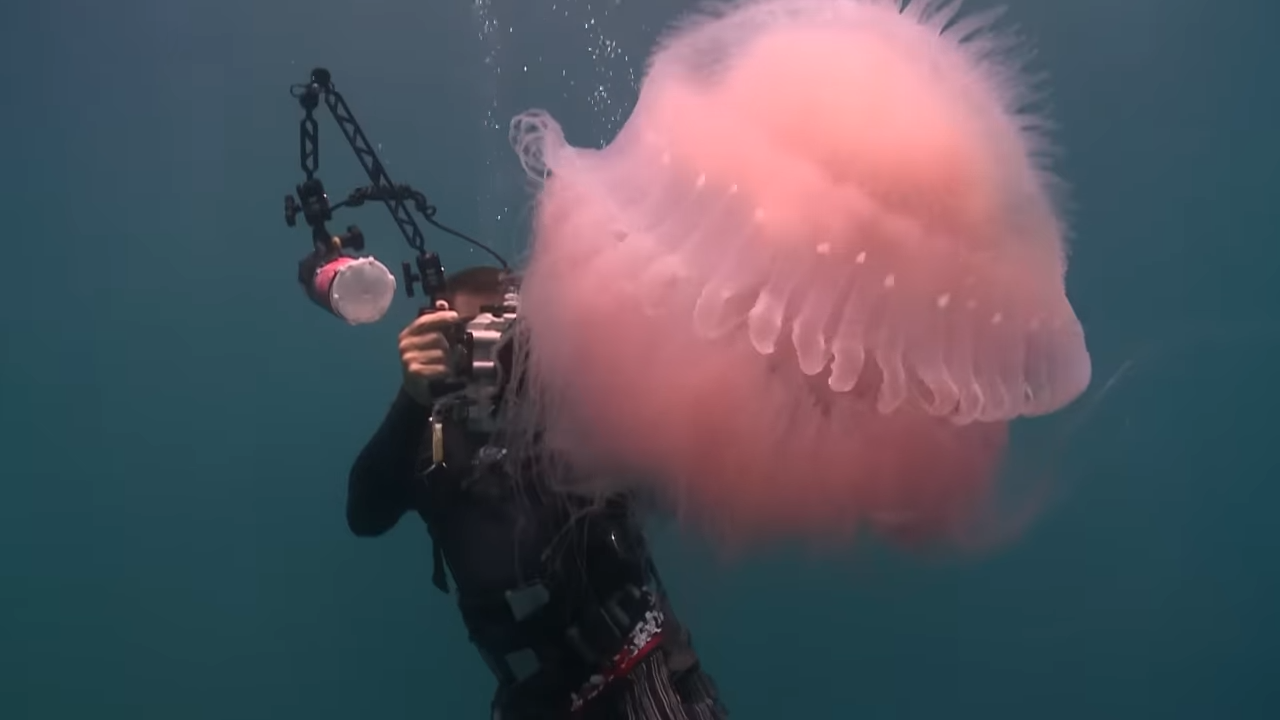 Watch what happens when a jellyfish meets a predator
