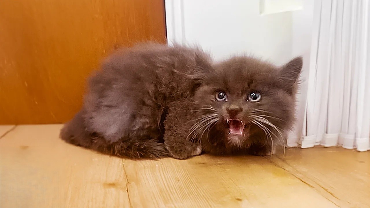Tiny stray hid in the bathroom - then became a cuddle bug