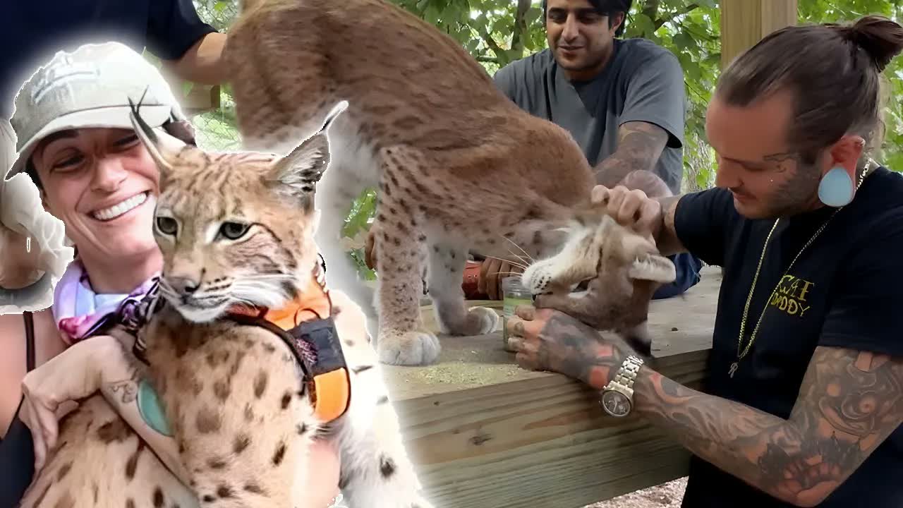 How catnip triggers unexpected behavior in zoo big cats