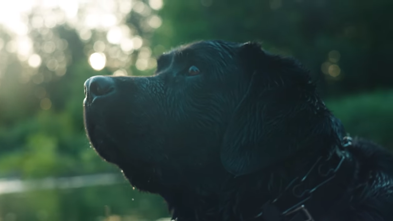 Watch the dog that saved a veteran’s life