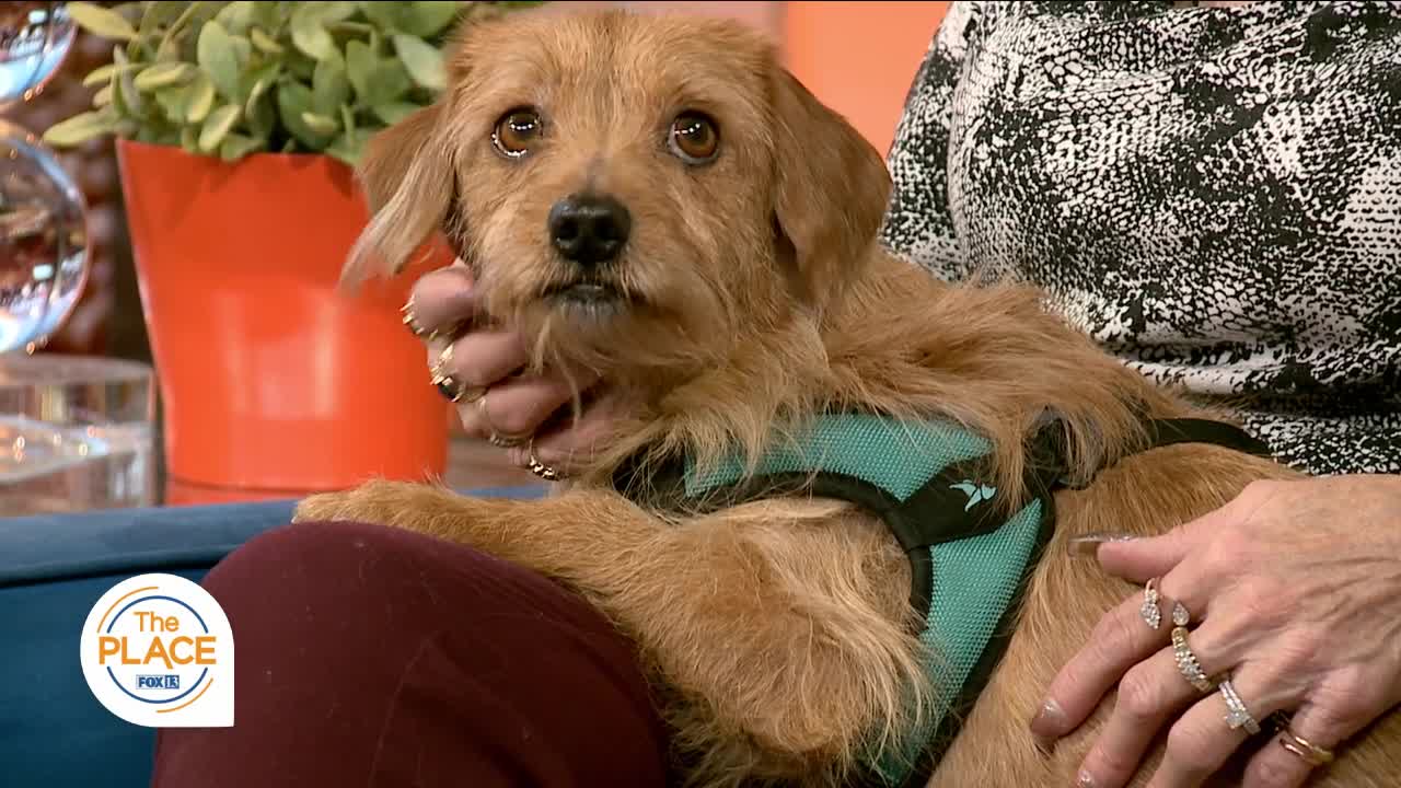 Let's find Ozzie a home!