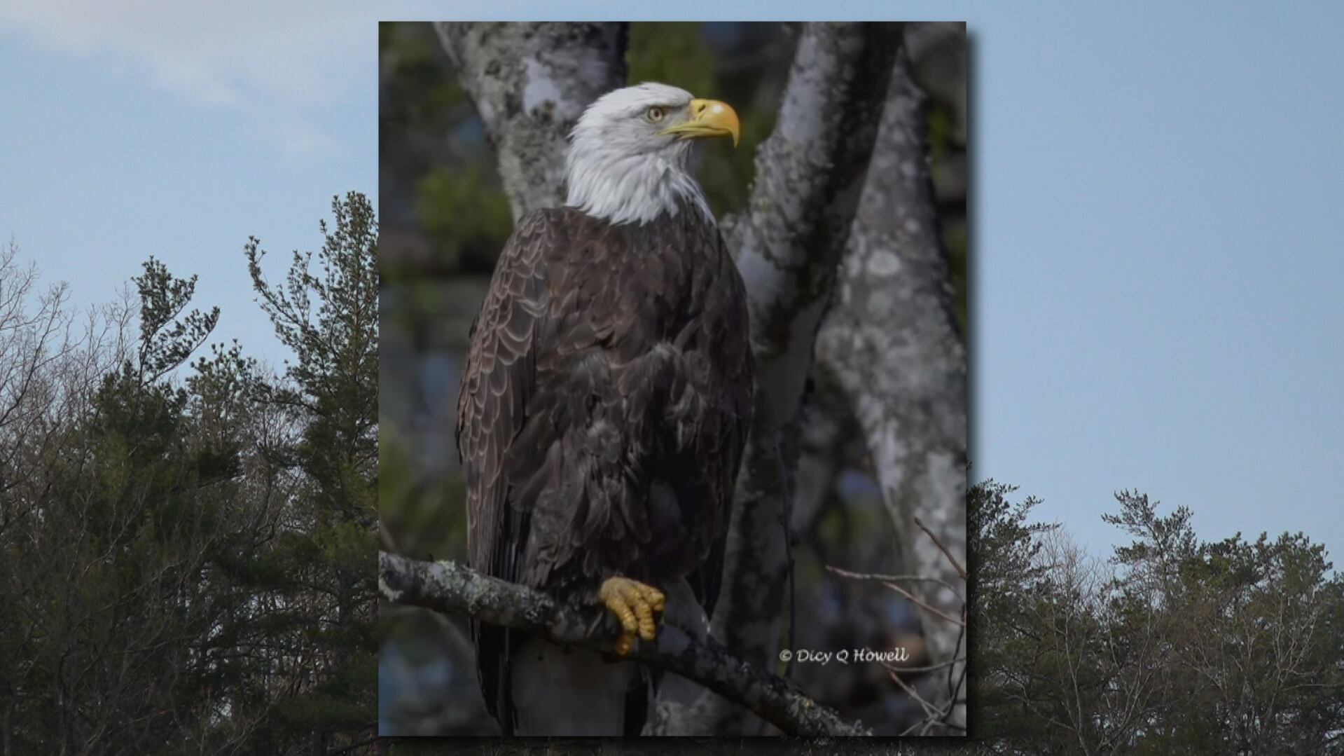 Bald eagle dies of lead toxicosis; photographer documenting its life ...