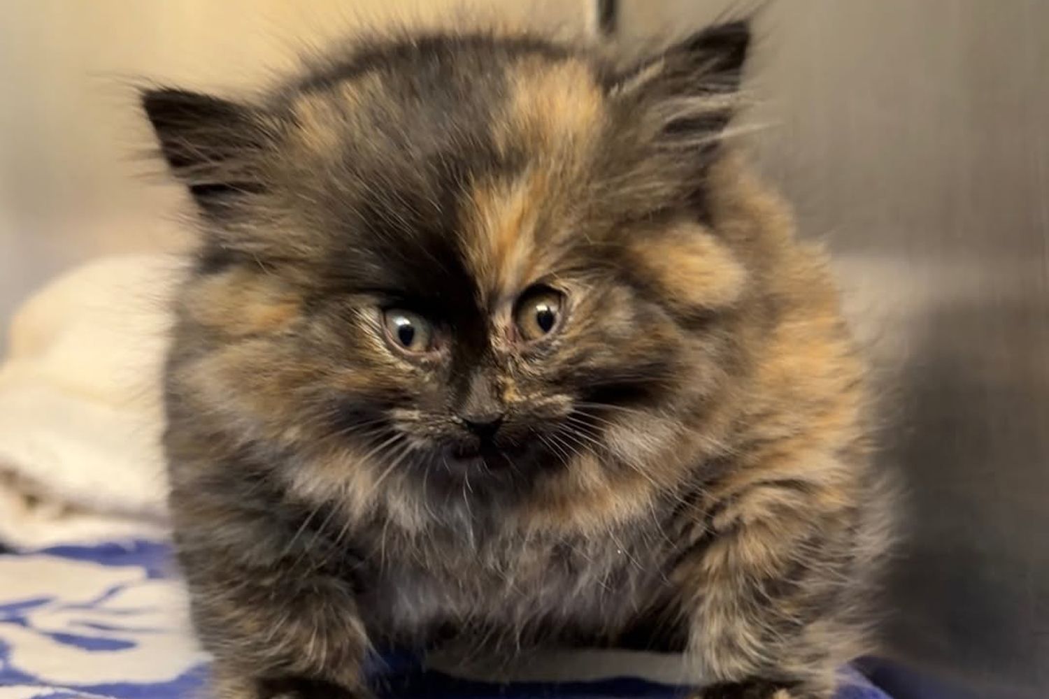 Kitten who arrived at Calif. shelter inflated like a balloon is up for ...