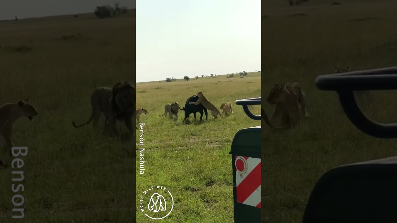 I witnessed a lion steal a buffalo calf 😢