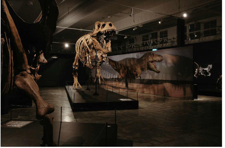 T rex to Torosaurus: CT museum event highlights the history of extinctions