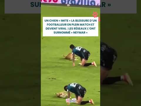 Ce chien a tout compris au foot! #chien #dog #football