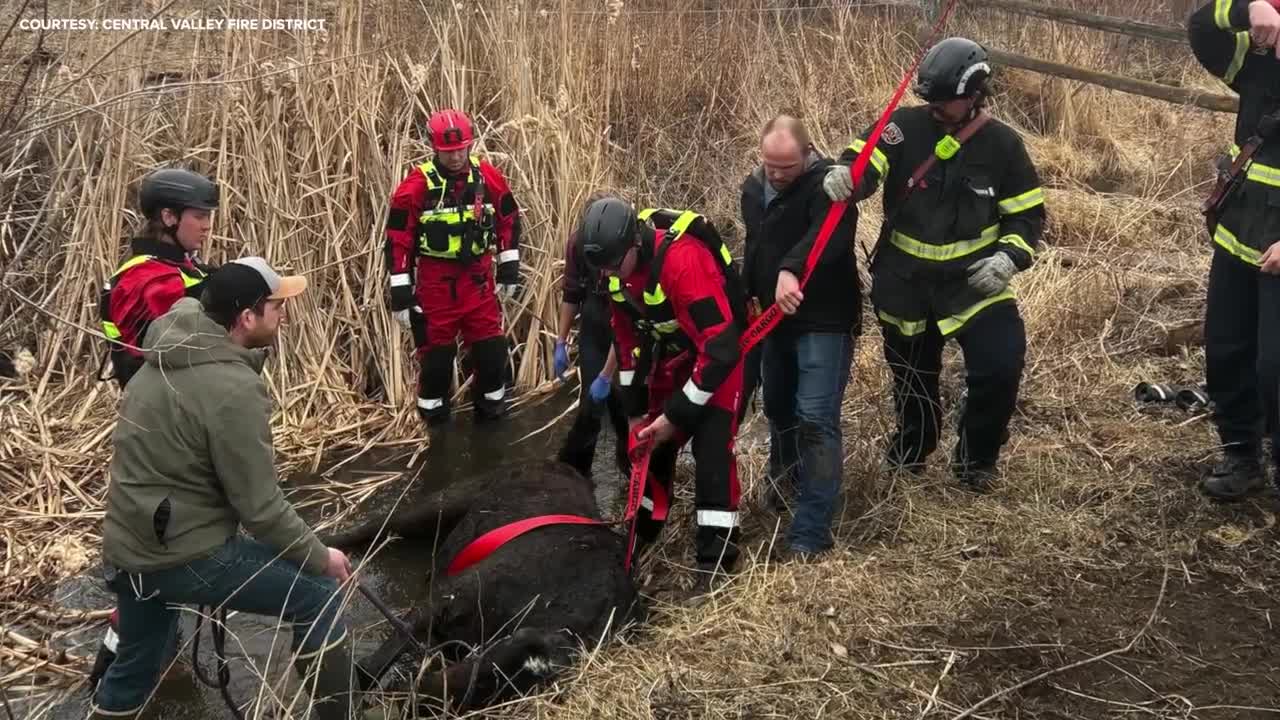 Belgrade's large animal rescue program saves horse that fell off bridge ...