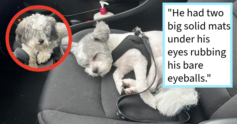 Dog found walking blindly on road with cars swerving to miss it, saved ...