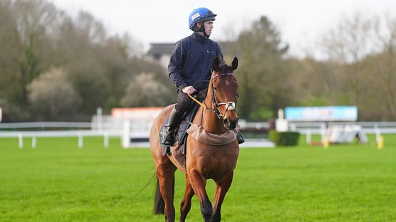 Legendary Cheltenham racehorse Envoi Allen dies moments after finishing ...