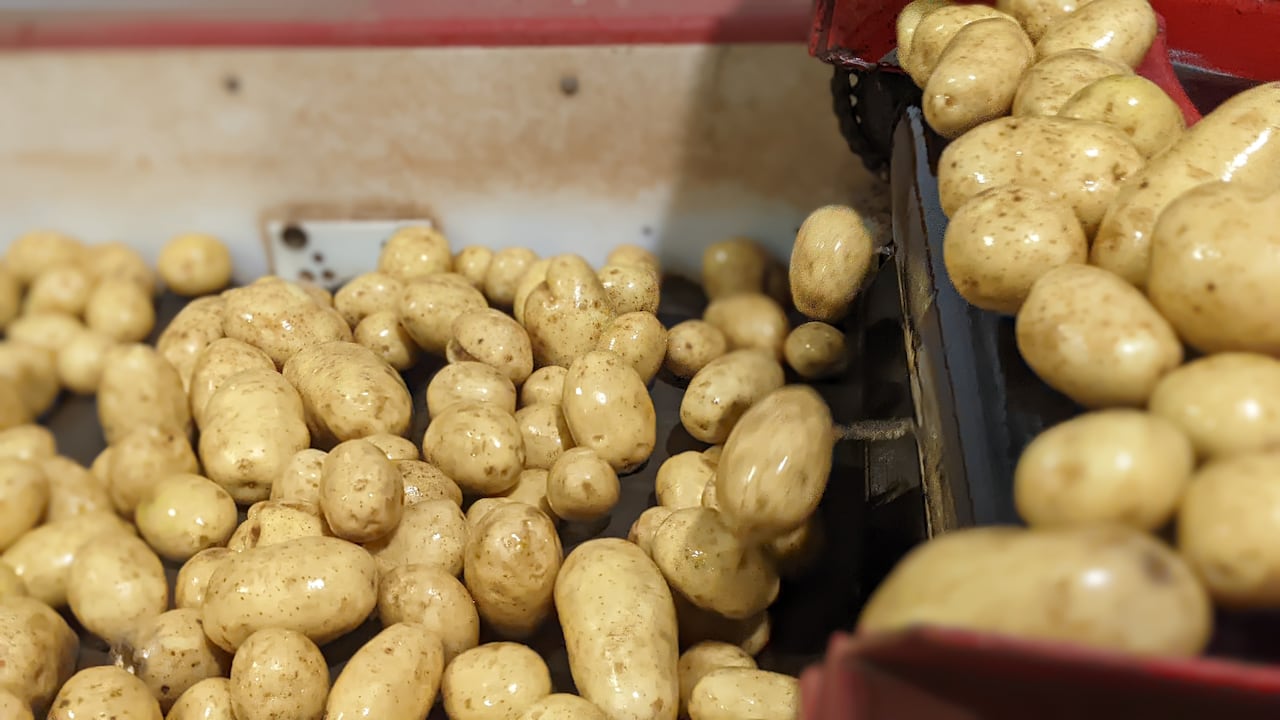 PEI potato growers say Canada’s deal to ship spuds to Mexico is great news