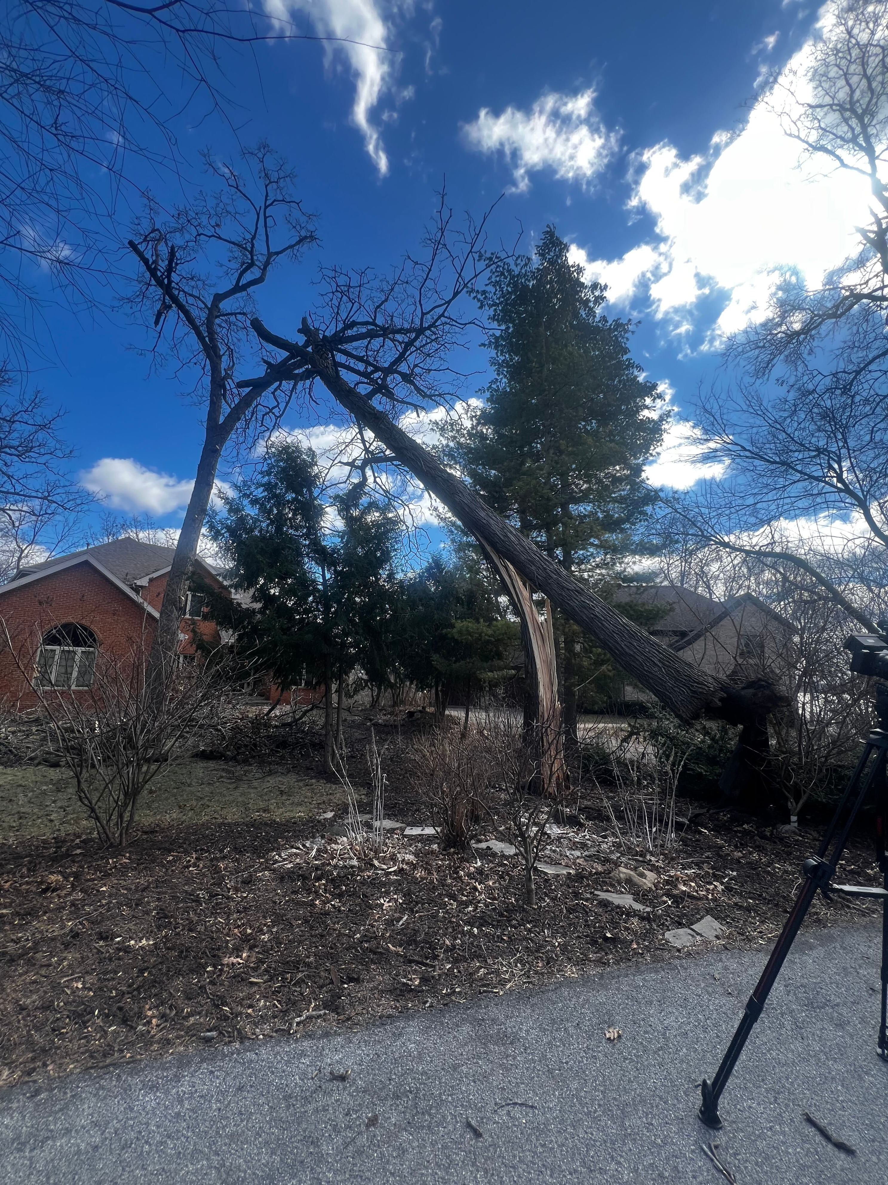 Strong winds knock down trees, damage homes across Madison area