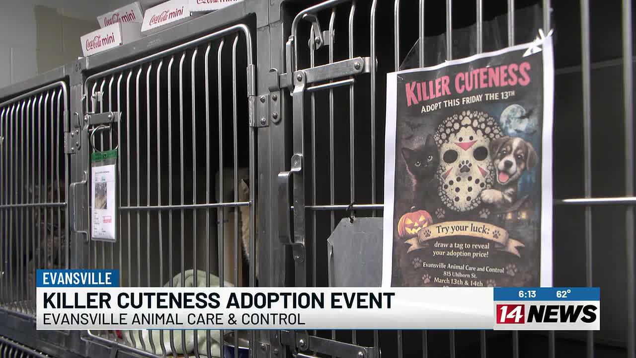 'Killer cuteness' adoption event continues Saturday at Evansville ...