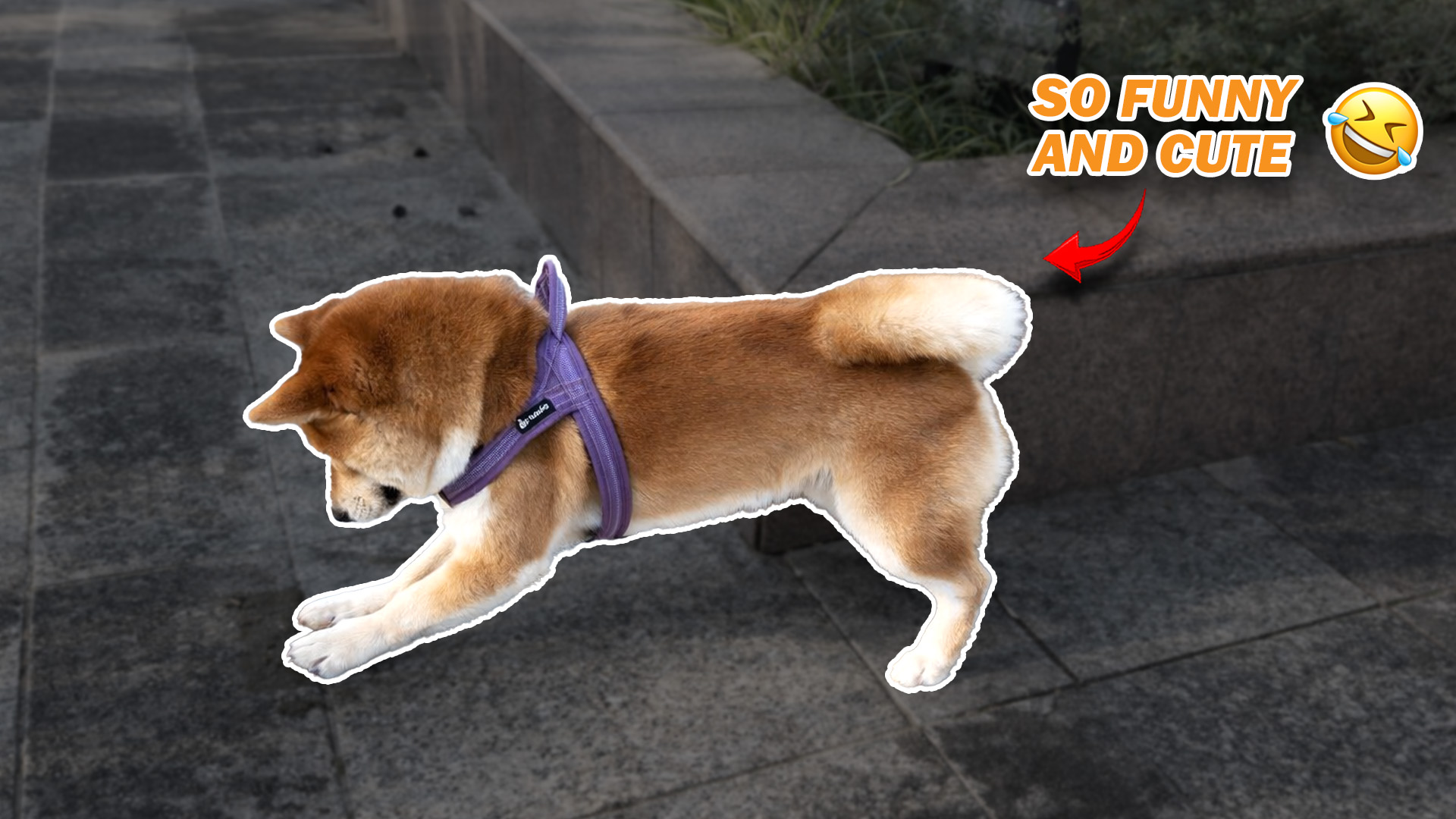 Funny random dog moments