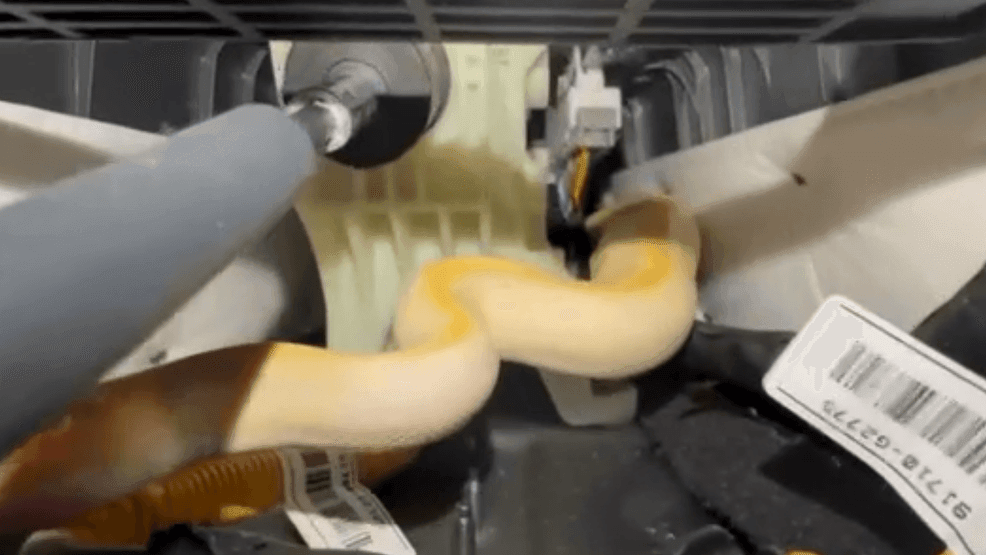 Pet python slips from sack and gets stuck inside car, prompting fire rescue
