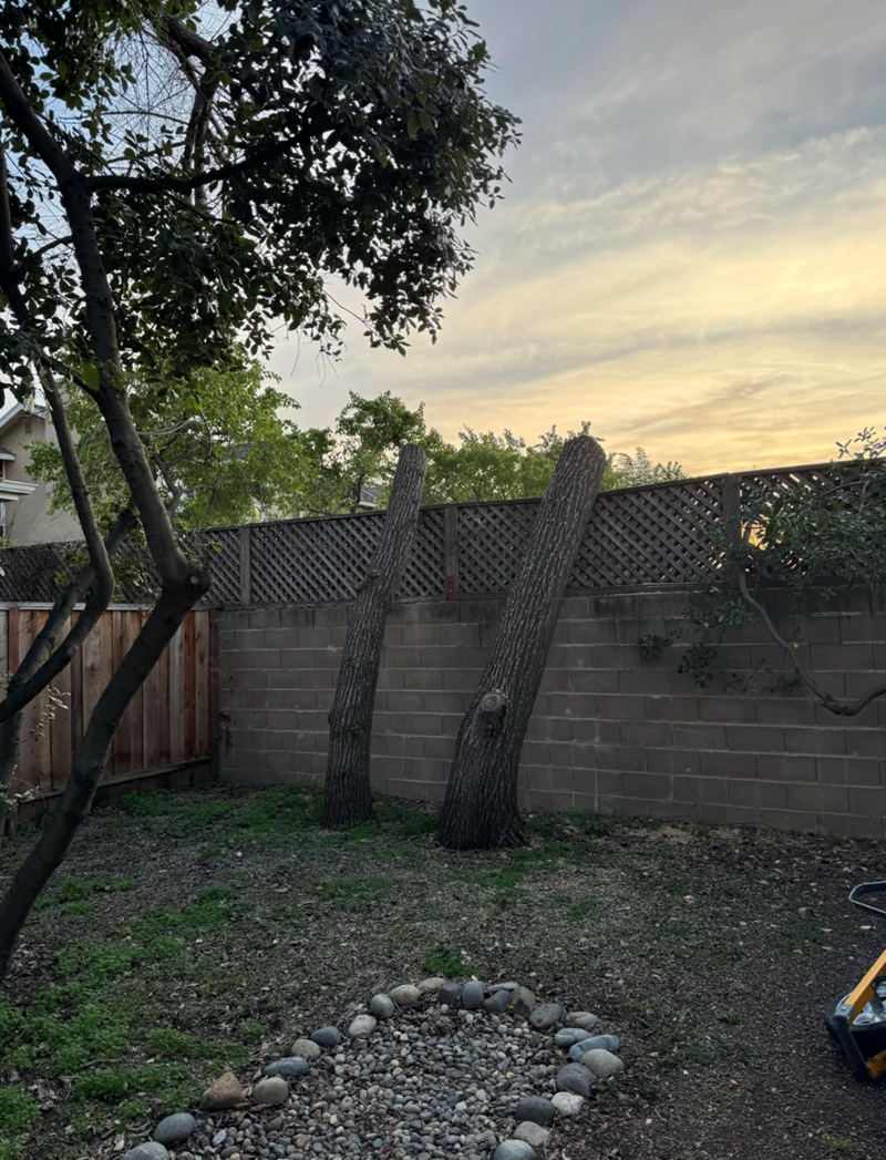 Homeowner "absolutely shocked" by construction firm that cut down 2 ...