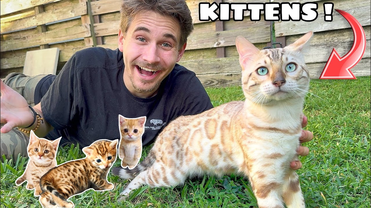 My wild cats are pregnant!