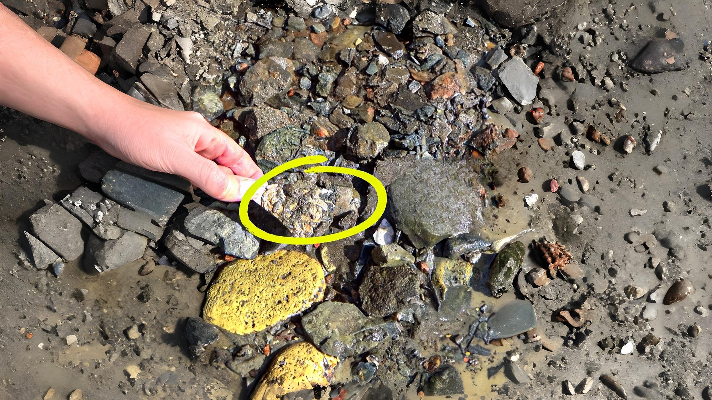 Ancient finds in the Thames mud!