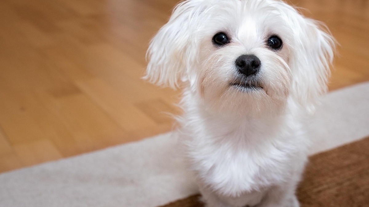 Don't ignore these 9 subtle signs that your dog is asking for help