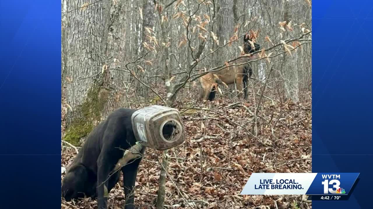 Group of volunteers save Buck the stray dog with a bucket stuck on his head