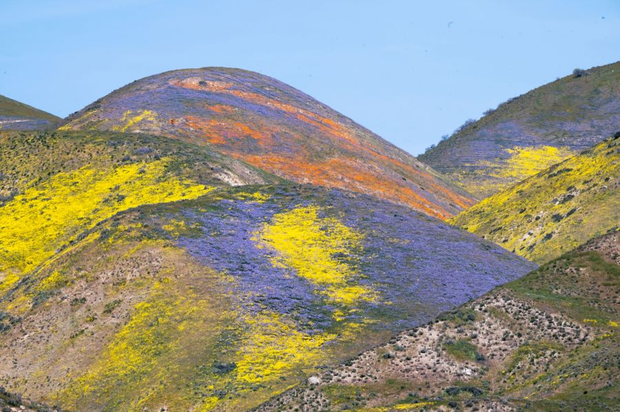 Where to see the California superbloom — if it does happen