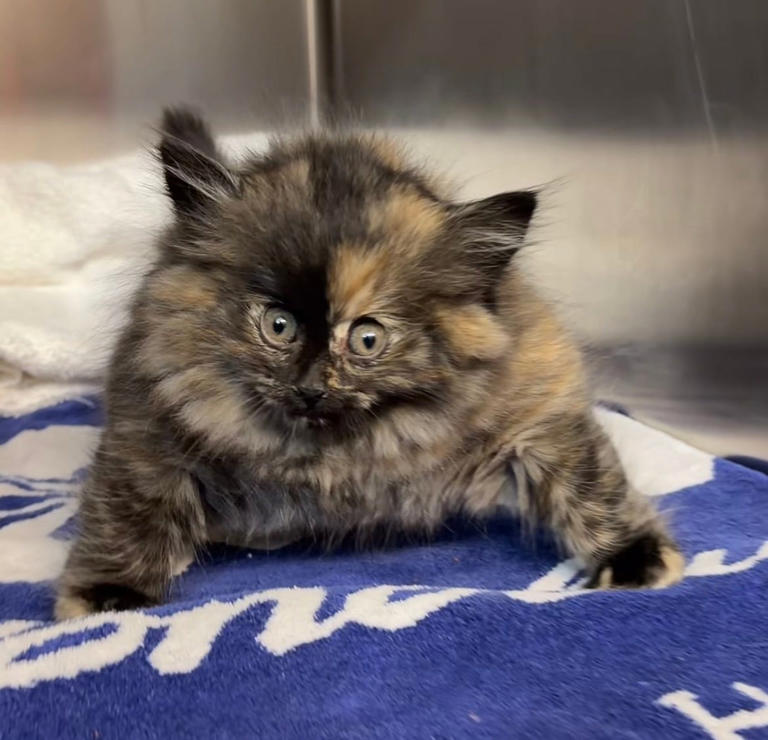 Viral 'puff kitty' Zoe recovering at Palm Springs Animal Shelter