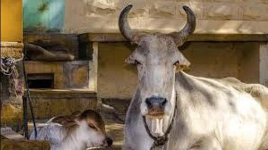 Cow politics returns to spotlight before 2027 fight, Uttar Pradesh govt ...