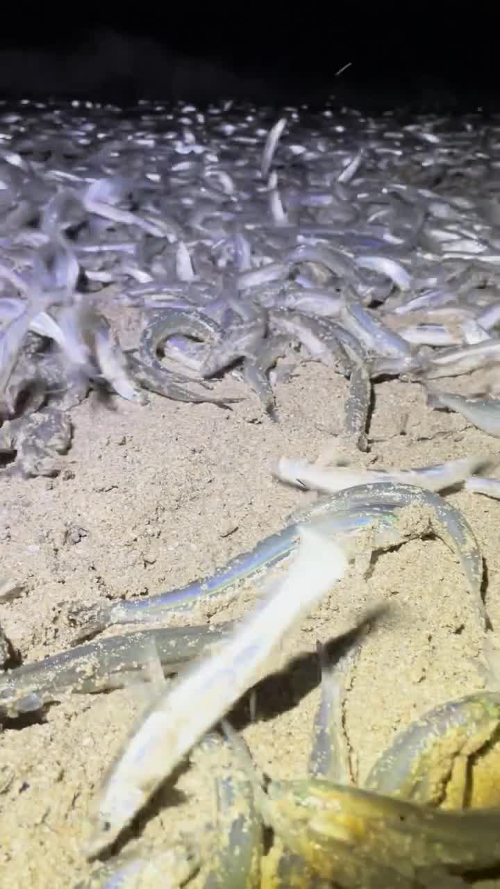 Thousands of slimy, little fish could wash ashore in Southern ...